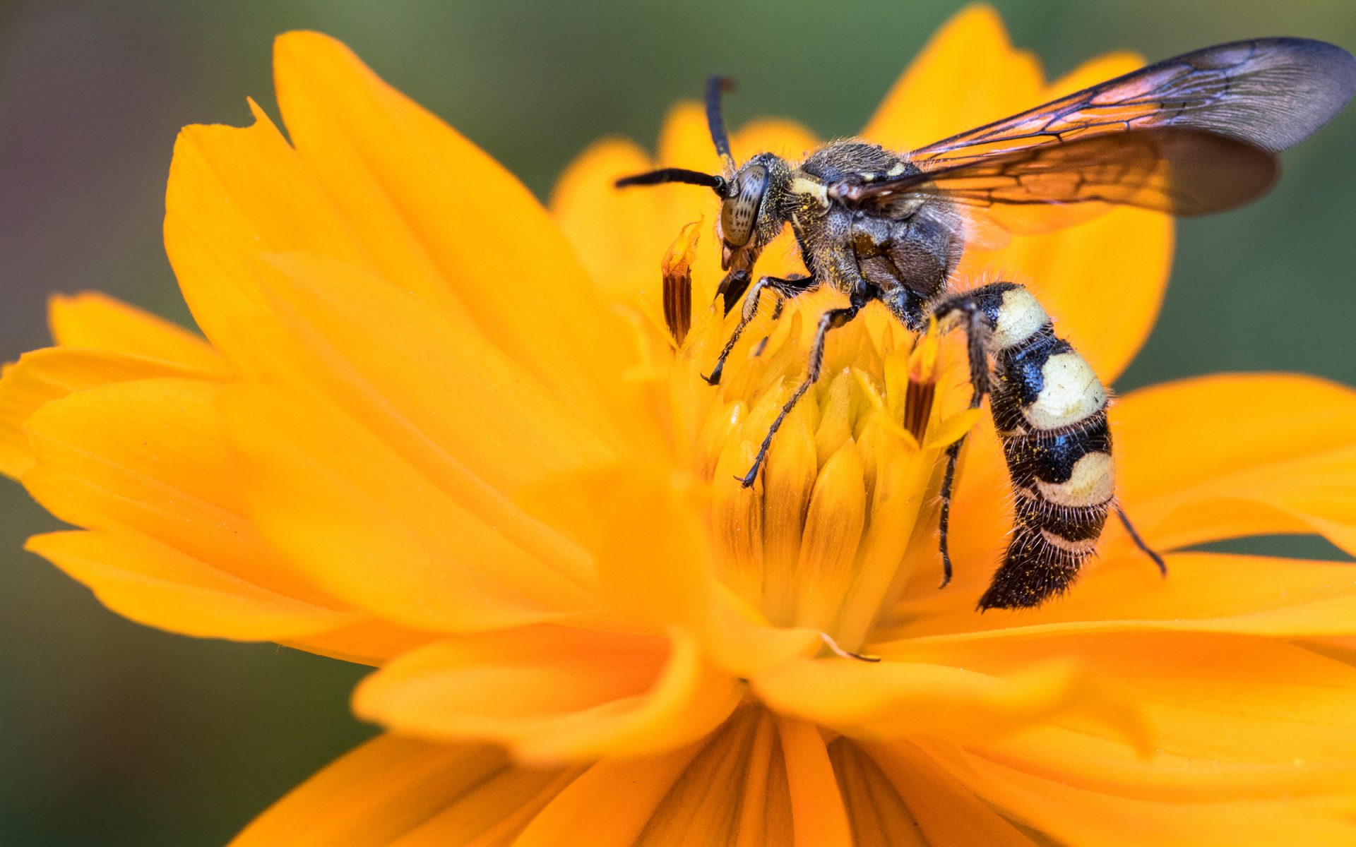 World Wasp Day / National Punctuation Day - Ellis DownHome