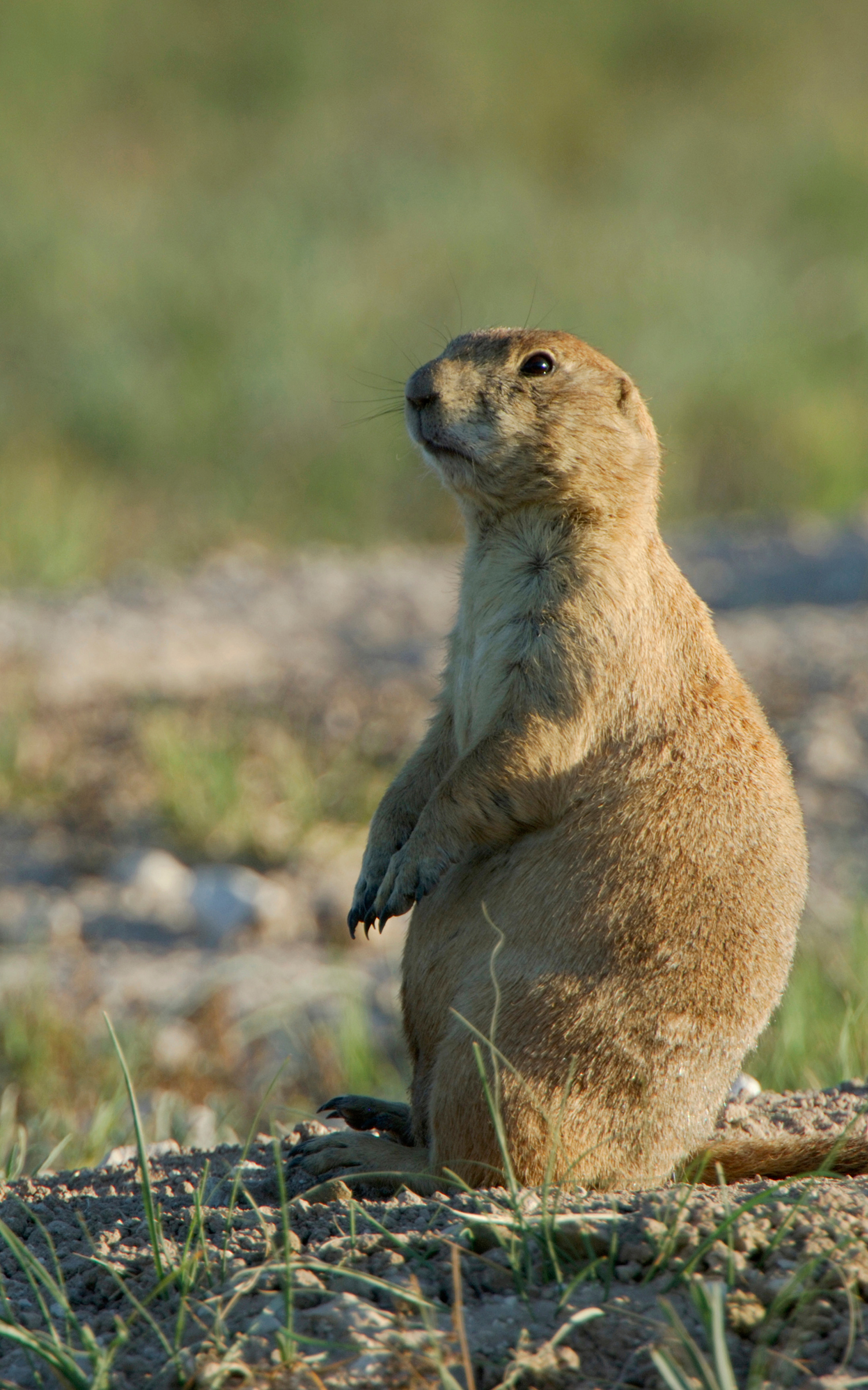 Lubbock, TX: From Prairie Dogs To Texas Tech - Ellis DownHome